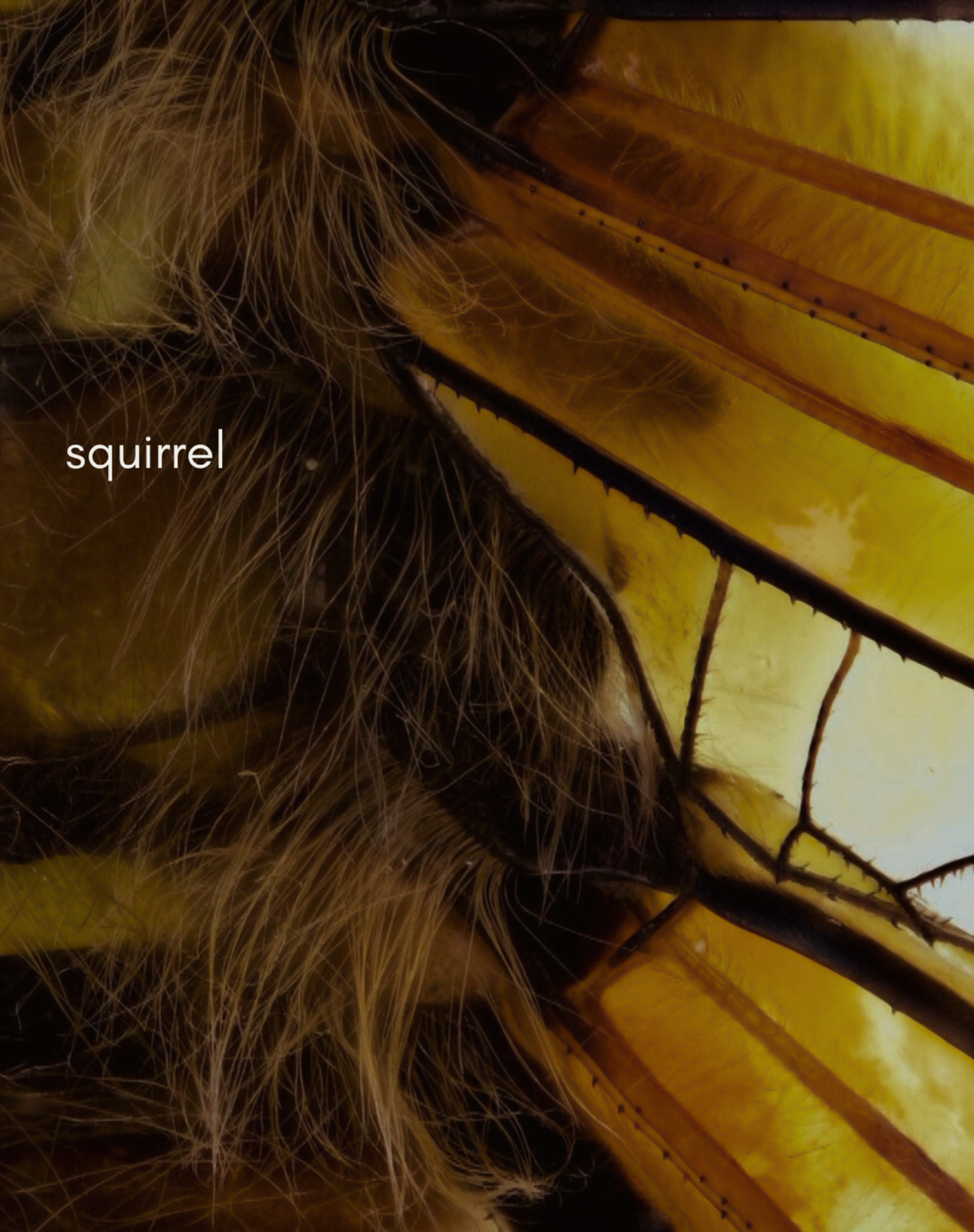 Squirrel » The Pandora Short Film Grant